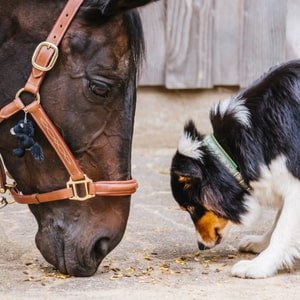 Produits Naturels & Bio pour Animaux : Chien, Chat & Chevaux