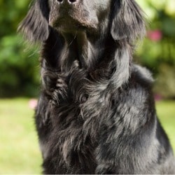Peau & poil chien : compléments et soins pour un pelage sain