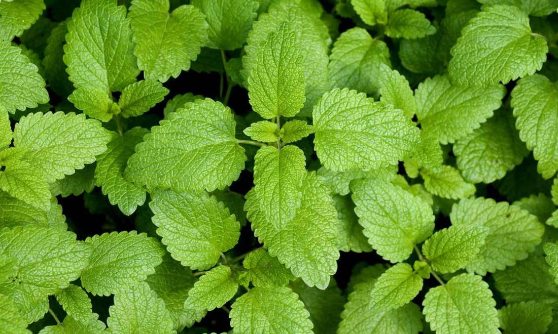 Mélisse : bienfaits, sources, dosage, formes et dangers